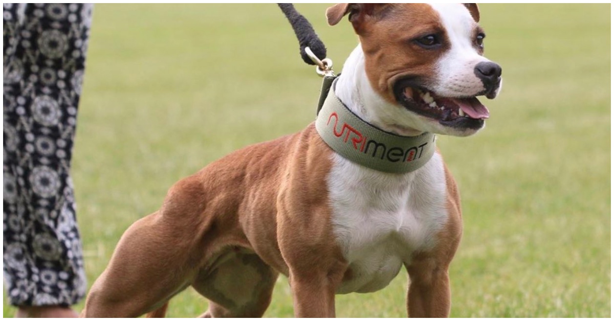 25 Fearless Dogs That Will Keep Your Home Safe from Anyone