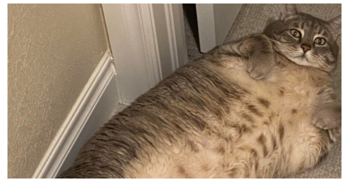 21+ Weird Cat Behaviors Finally Explained